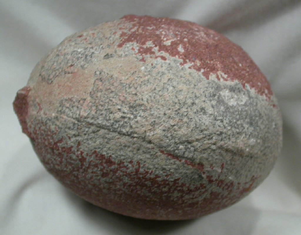 Unhatched Dinosaur Egg