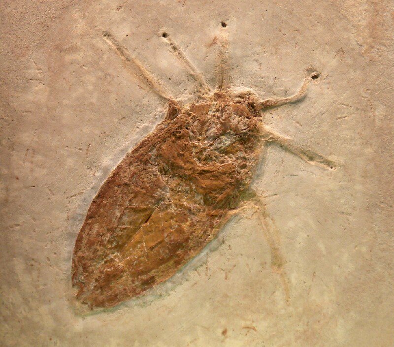 Giant Insects Fossils Fossil Insect Collection – Illinois Center For