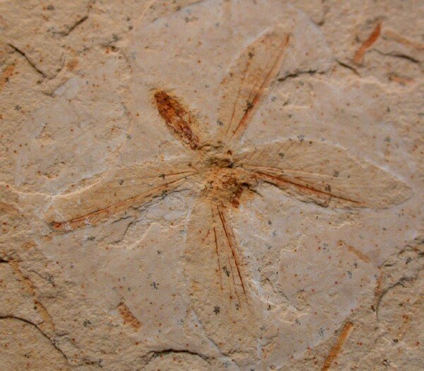 Ephemeropteran Insect Fossil