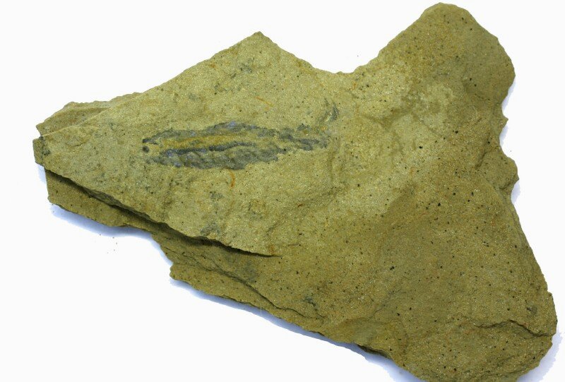 Cambrian Explosion Anomalocaris Fossil