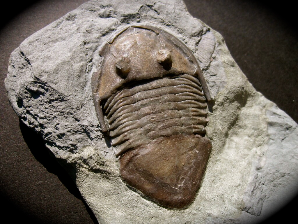 Isotelus maximus Trilobite
