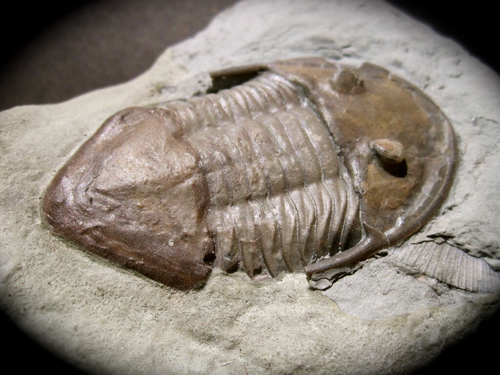 Isotelus maximus Trilobite