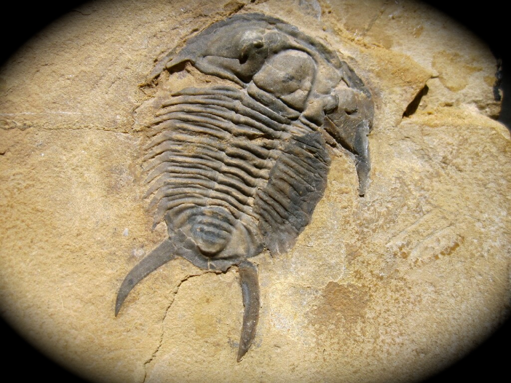 Pangea Fossils Pangea: Using Fossil Evidence NGSS MS ESS2 2 And