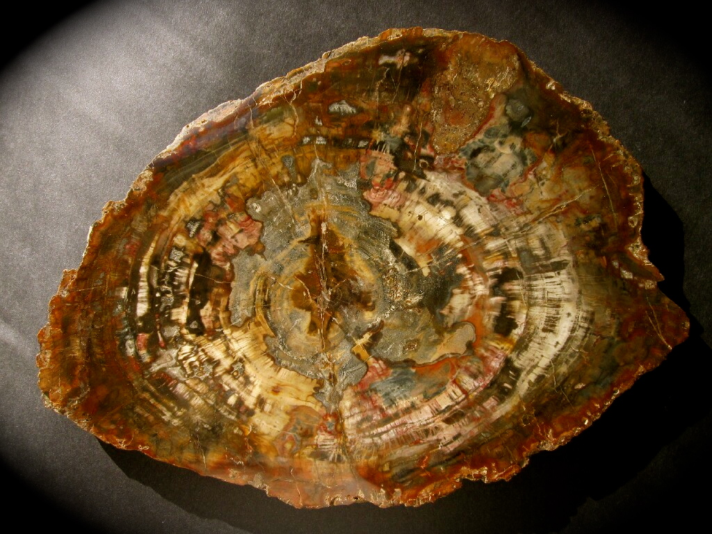 Petrifaction Fossils